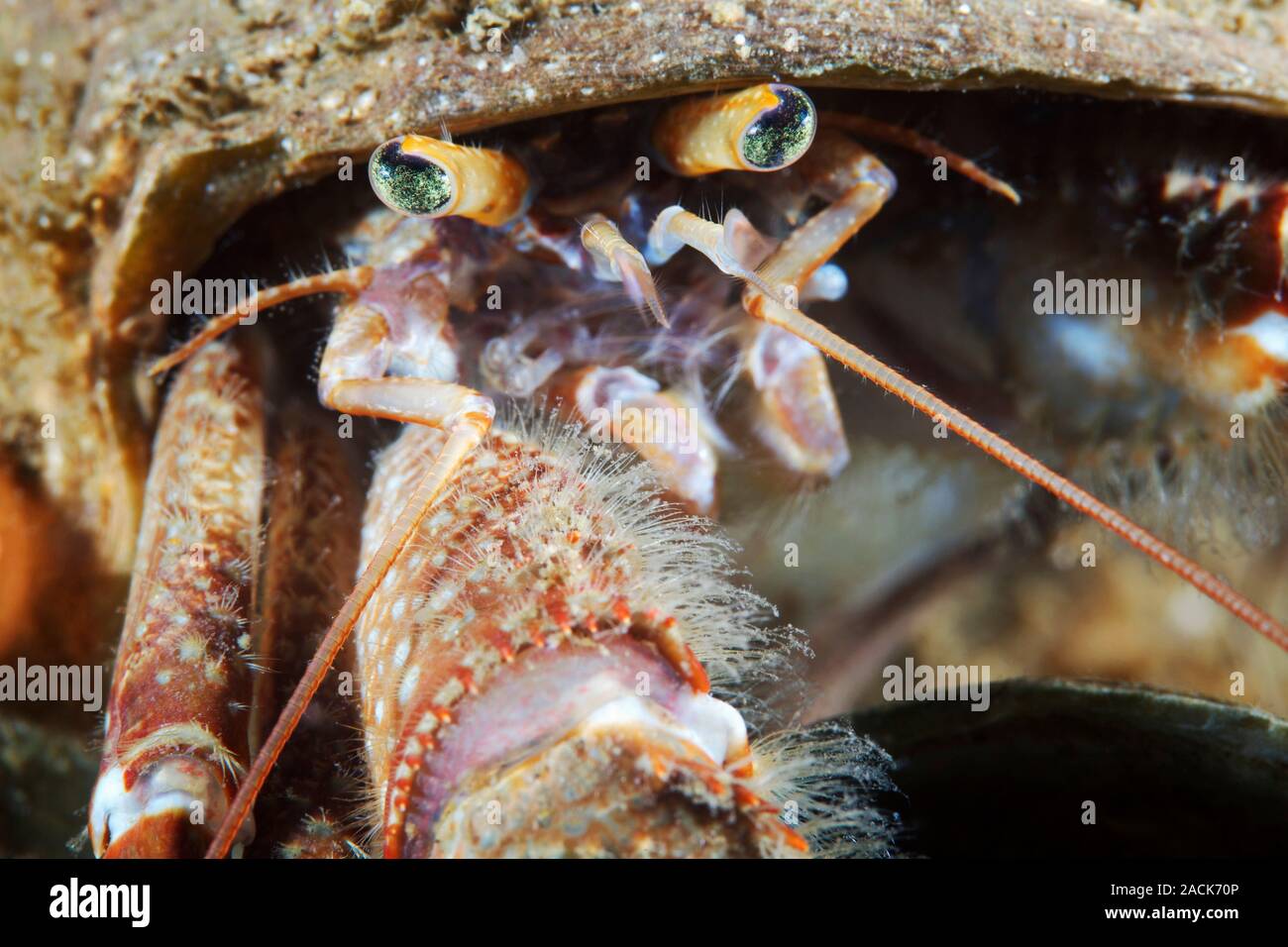 Hermit crabs Close-up of the head of a hermit crab (Pagurus pubescens ...