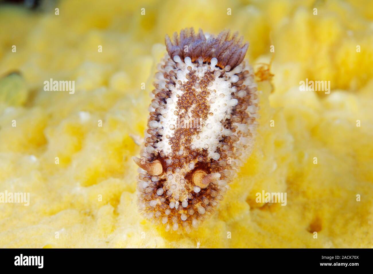 Nudibranch (Onchidoris bilamellata). Nudibranchs (sea slugs) are shell ...