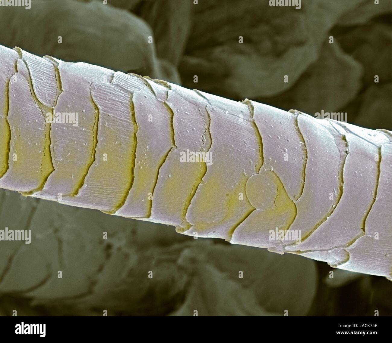 Primate eyelash, coloured scanning electron micrograph (SEM). Eyelashes ...