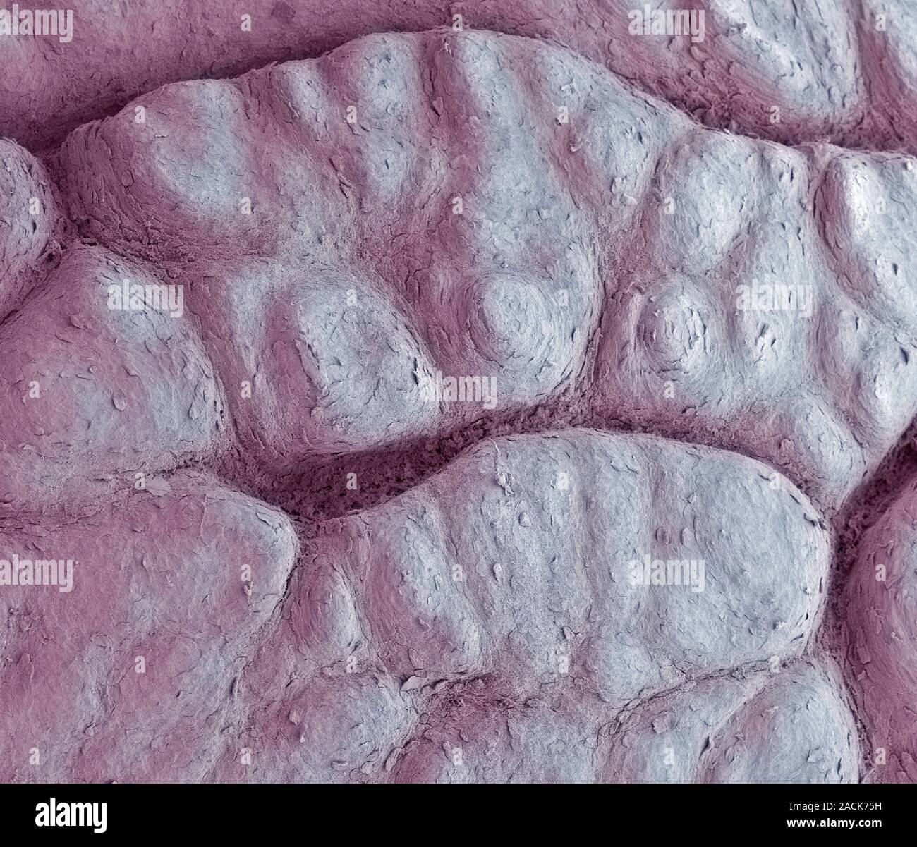 Primate fingerprint ridges. Coloured scanning electron micrograph (SEM ...
