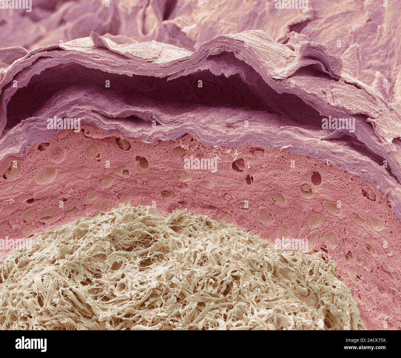 Primate ear canal. Coloured freeze-fracture scanning electron ...