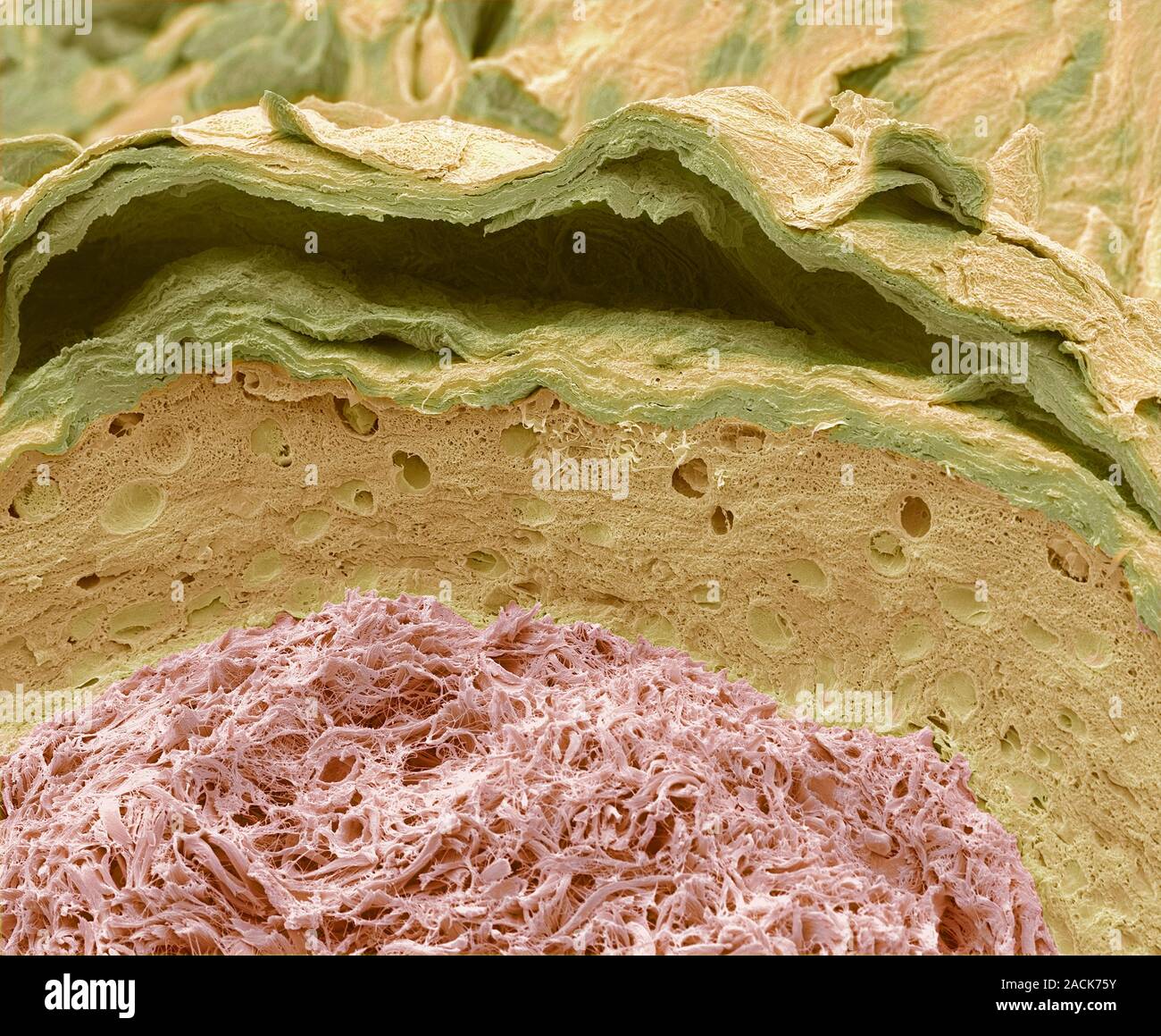 Primate ear canal. Coloured freeze-fracture scanning electron ...