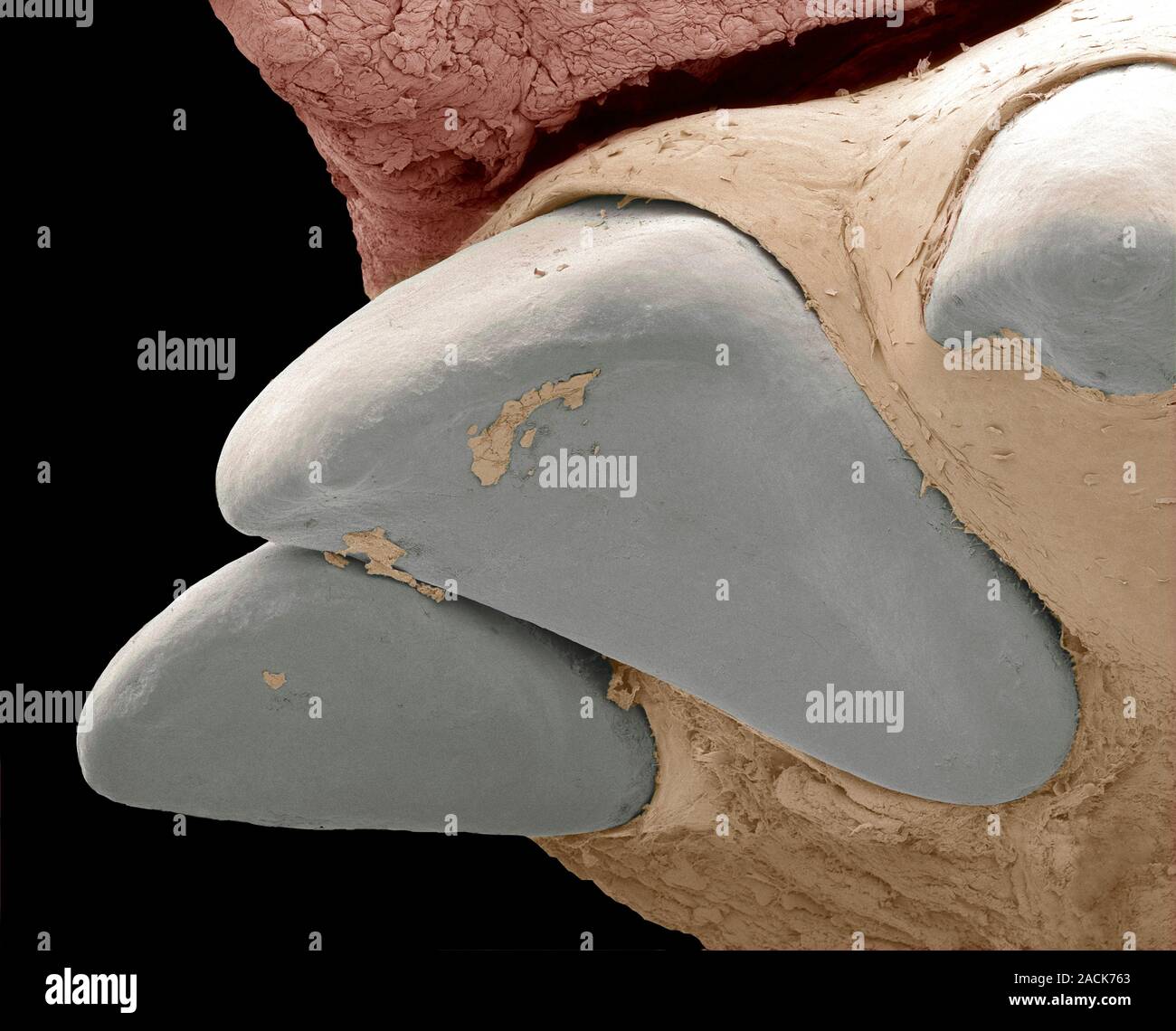 Squirrel monkey incisors. Coloured scanning electron micrograph (SEM ...