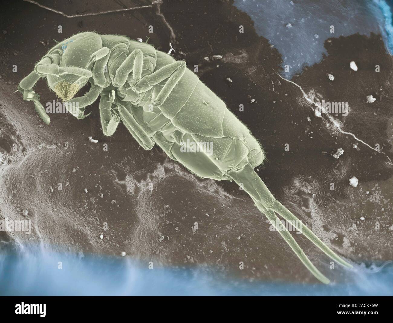 Springtail, coloured scanning electron micrograph (SEM). This arthropod ...