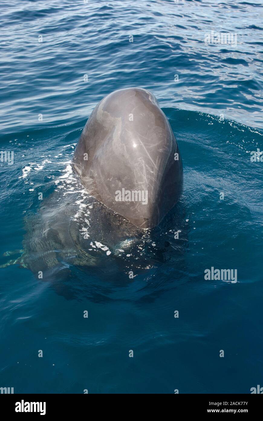 Sperm whale (Physeter macrocephalus). Head of a sperm whale as it ...