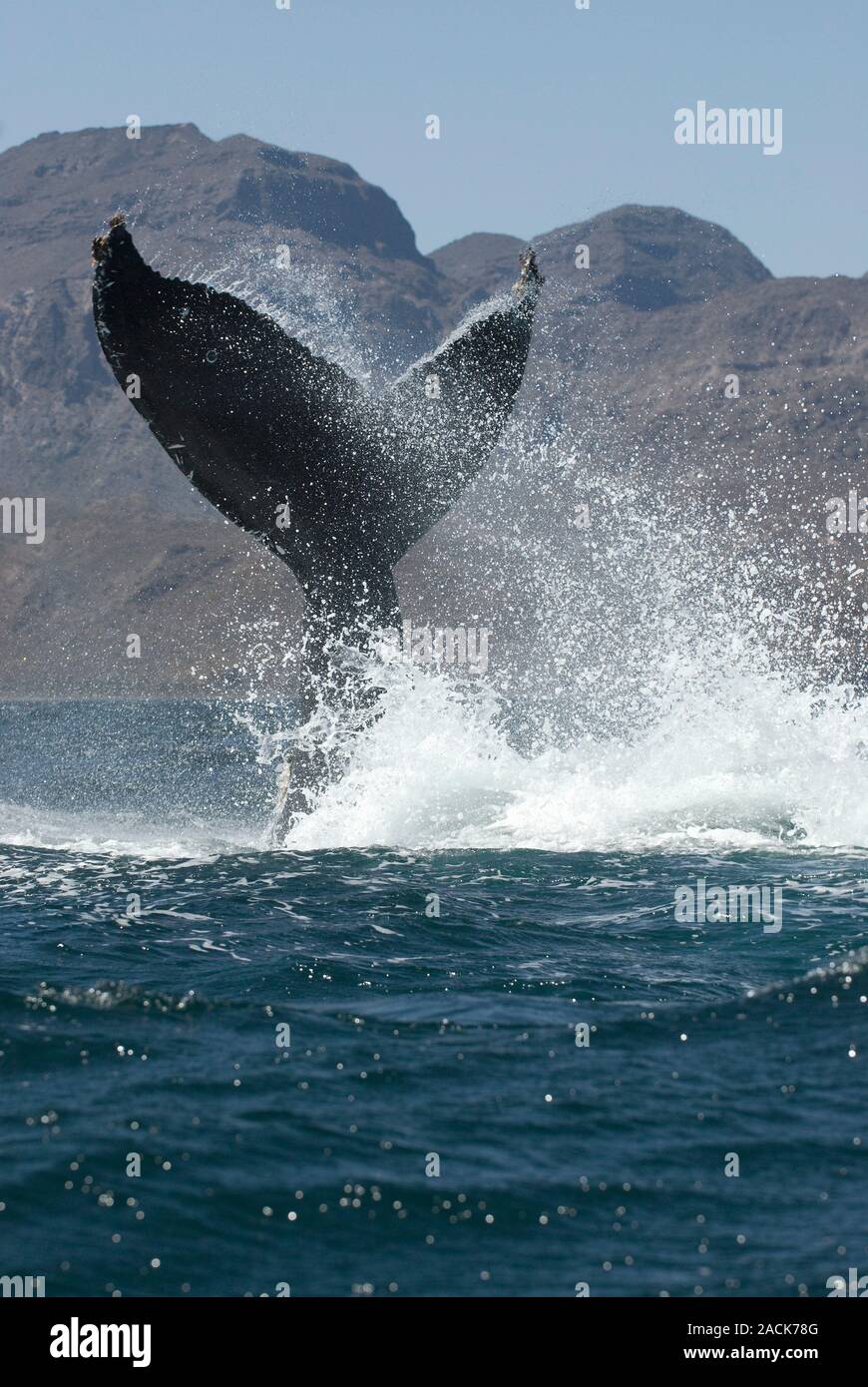 Humpback whale (Megaptera novaeangliae) lobtailing. This behaviour is ...