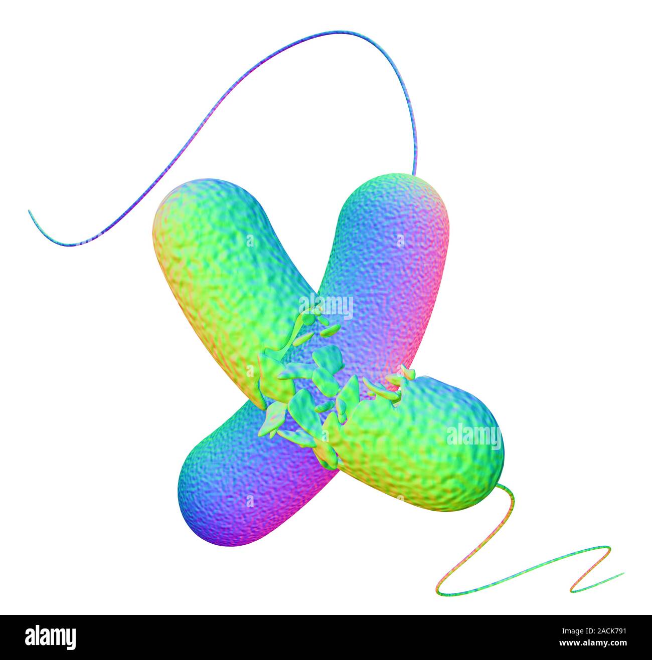 Computer artwork depicting a clash between pathogenic bacteria and a ...