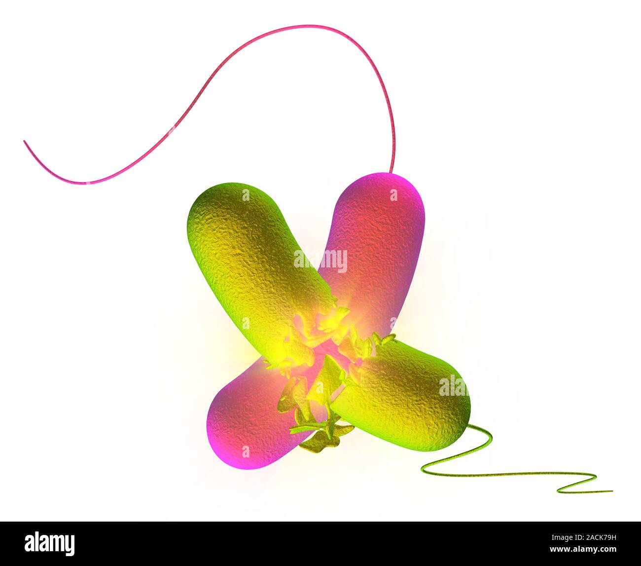 Computer artwork depicting a clash between pathogenic bacteria and a ...