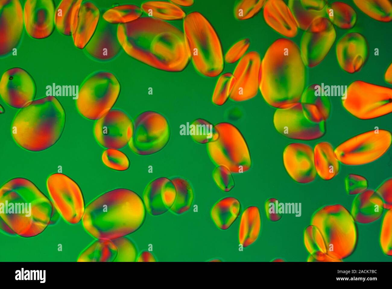 Potato starch grains. Differential interference contrast (DIC) light ...