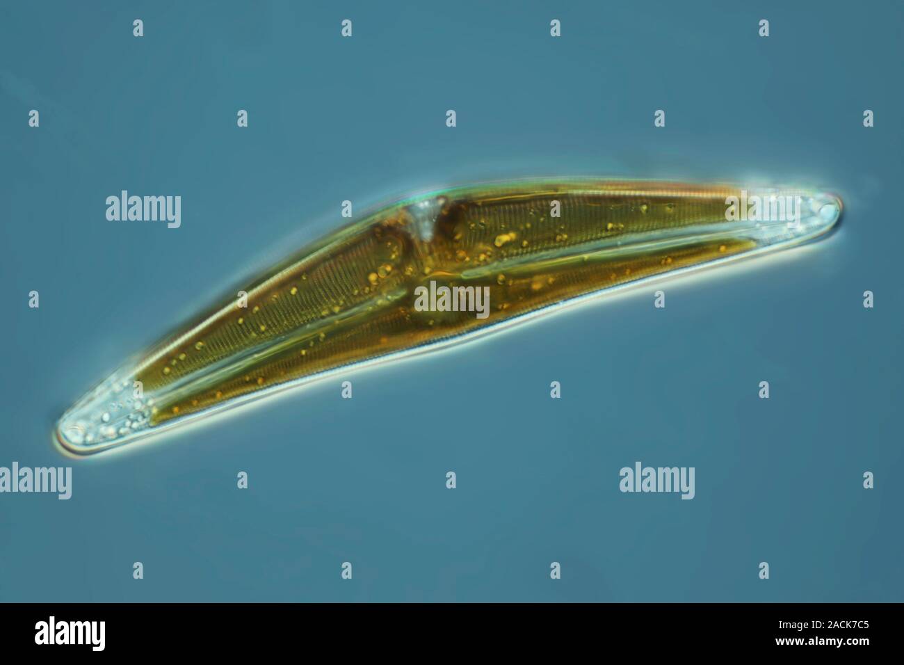 Diatom, light micrograph. Diatoms are a group of photosynthetic, single ...