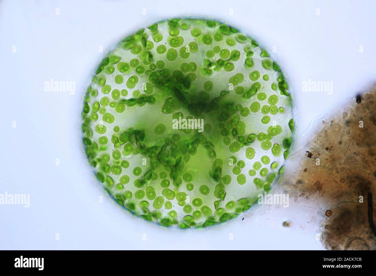 Green algae. Light micrograph of an Eremosphaera viridis green alga ...
