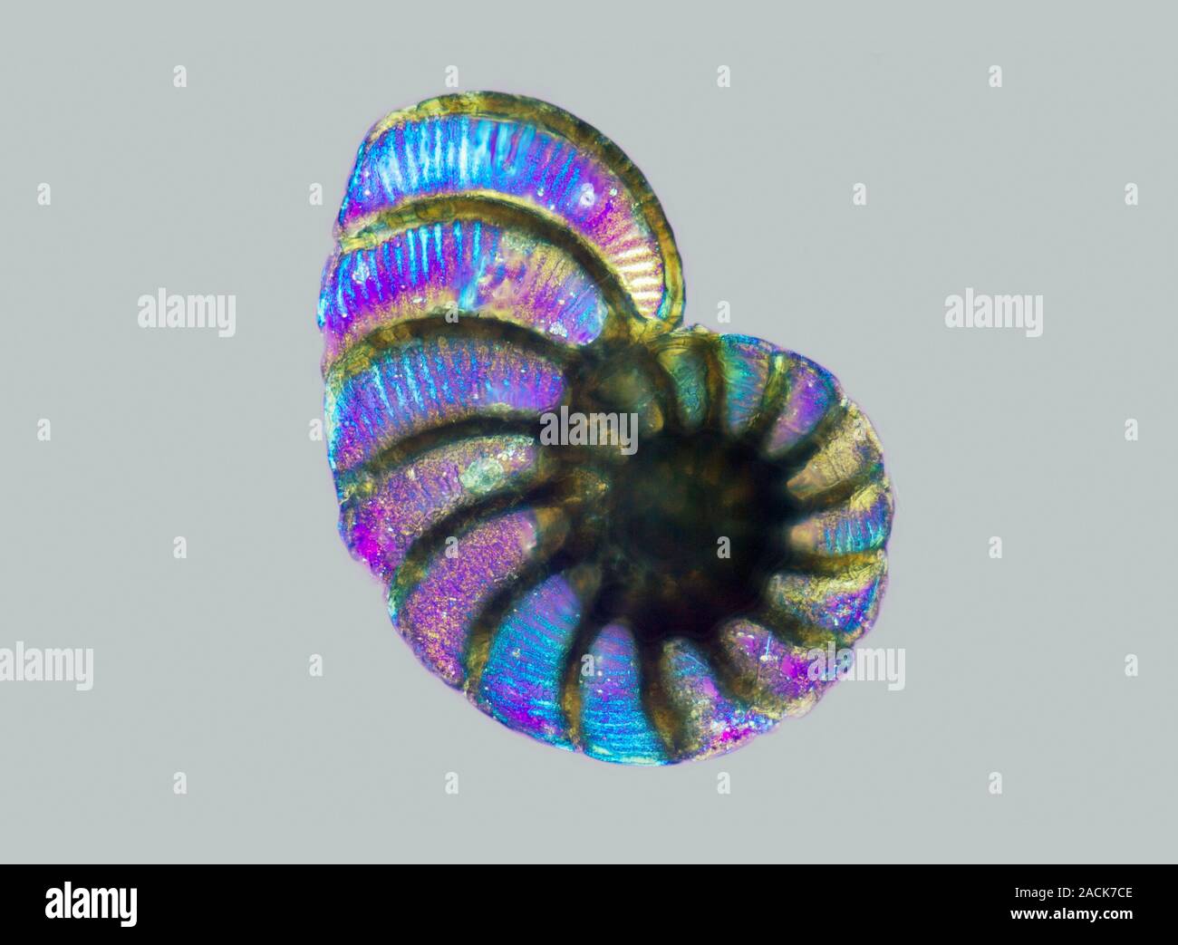 Foraminiferan, light micrograph. Foraminifera are marine single-celled protozoa that construct ...
