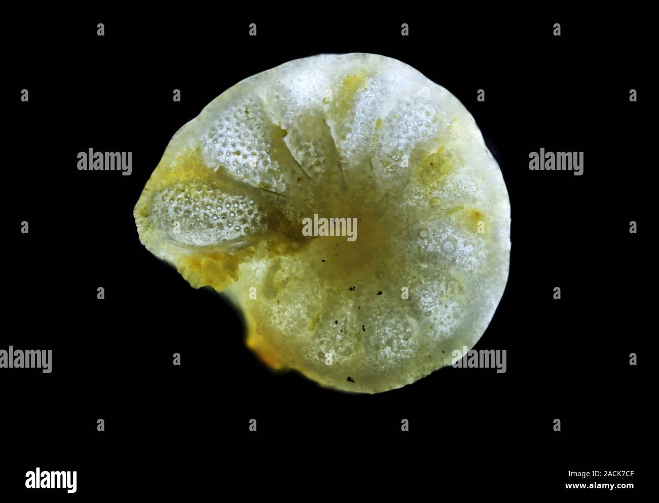 Foraminiferan, light micrograph. Foraminifera are marine single-celled ...