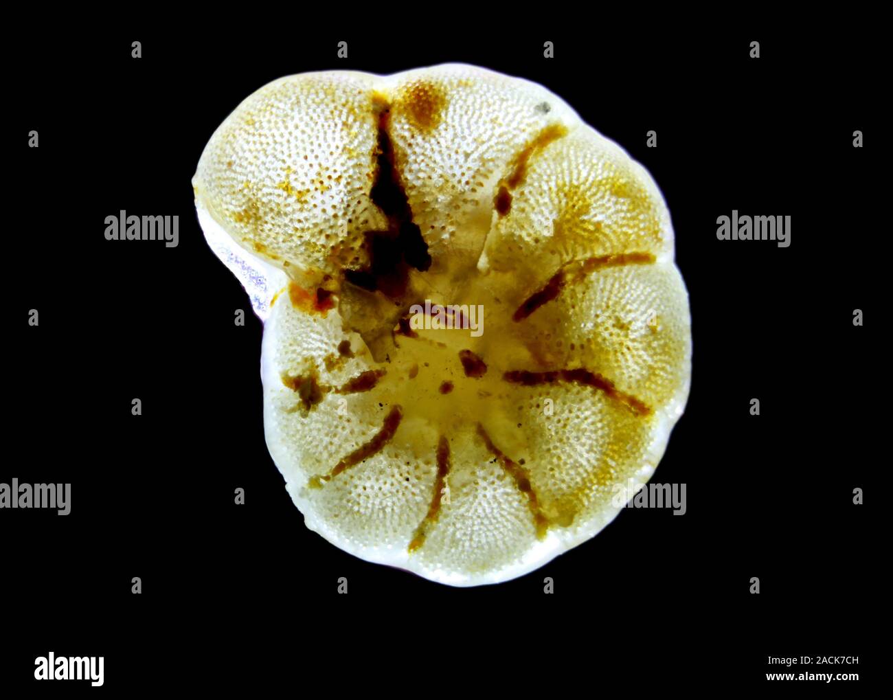 Foraminiferan, light micrograph. Foraminifera are marine single-celled protozoa that construct ...