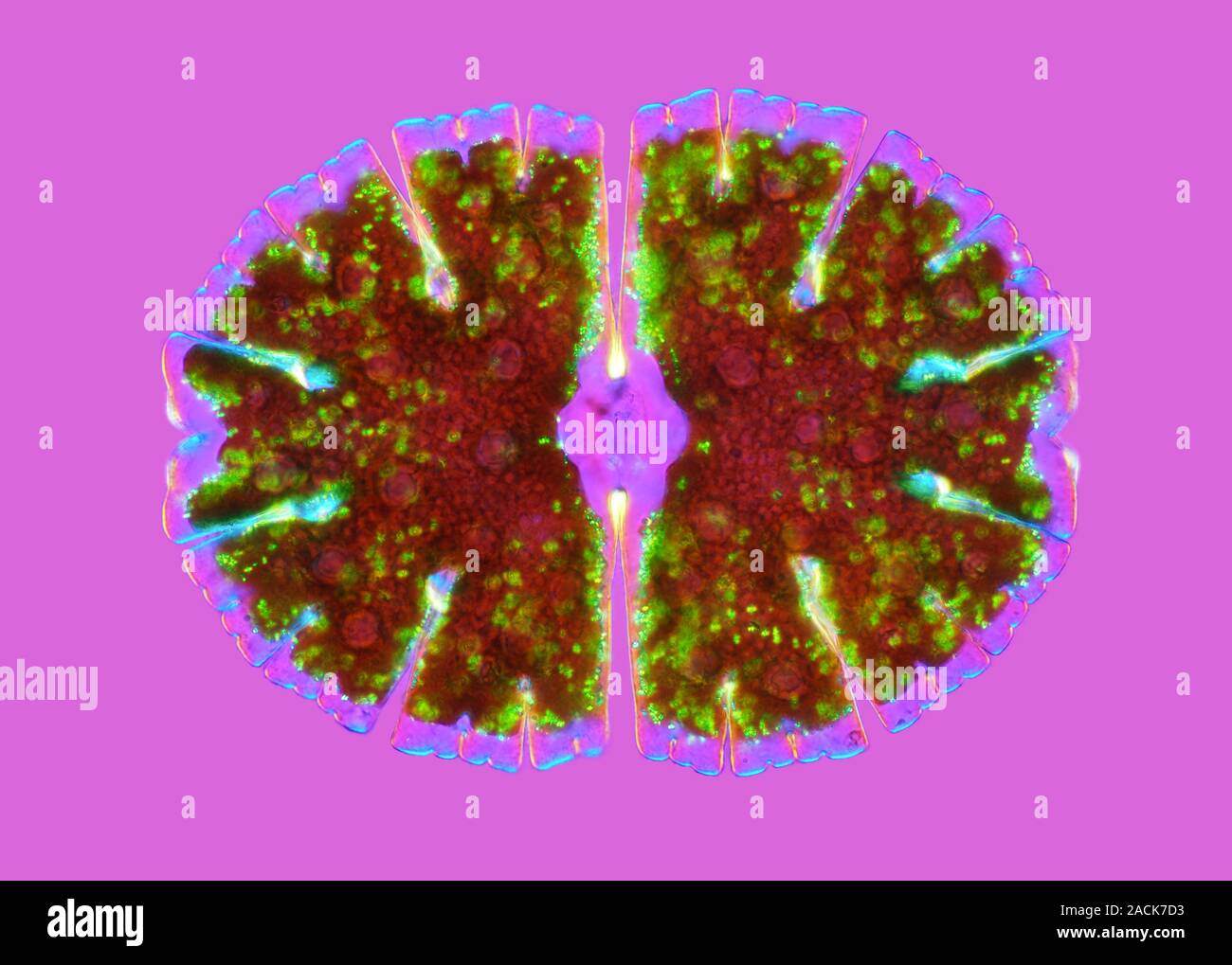 Microsterias green alga. Light micrograph of a Microsterias sp. desmid ...