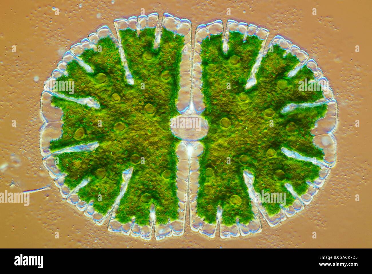Microsterias green alga. Light micrograph of a Microsterias sp. desmid ...