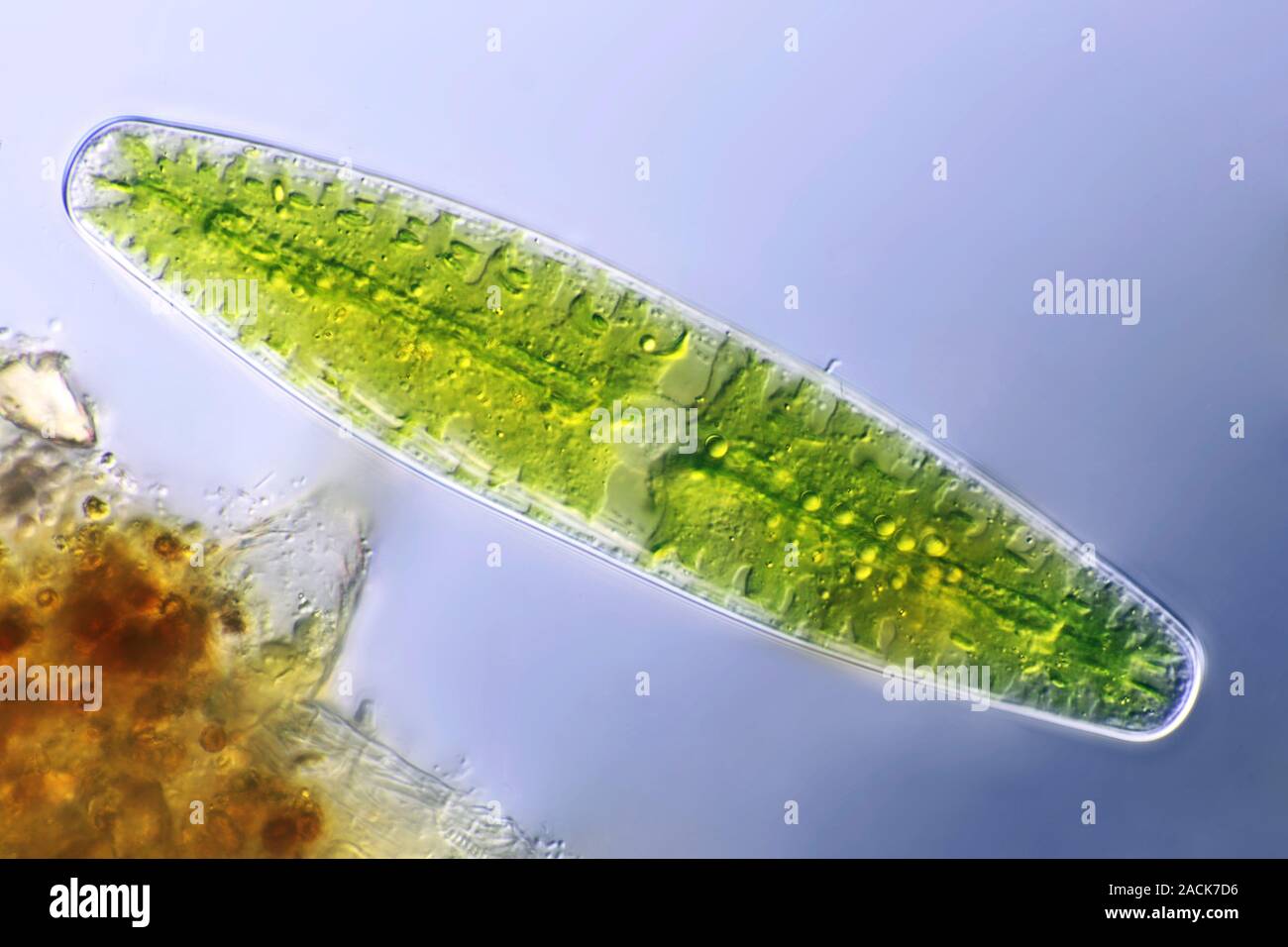 Green alga. Light micrograph of the desmid green alga Microsterias ...