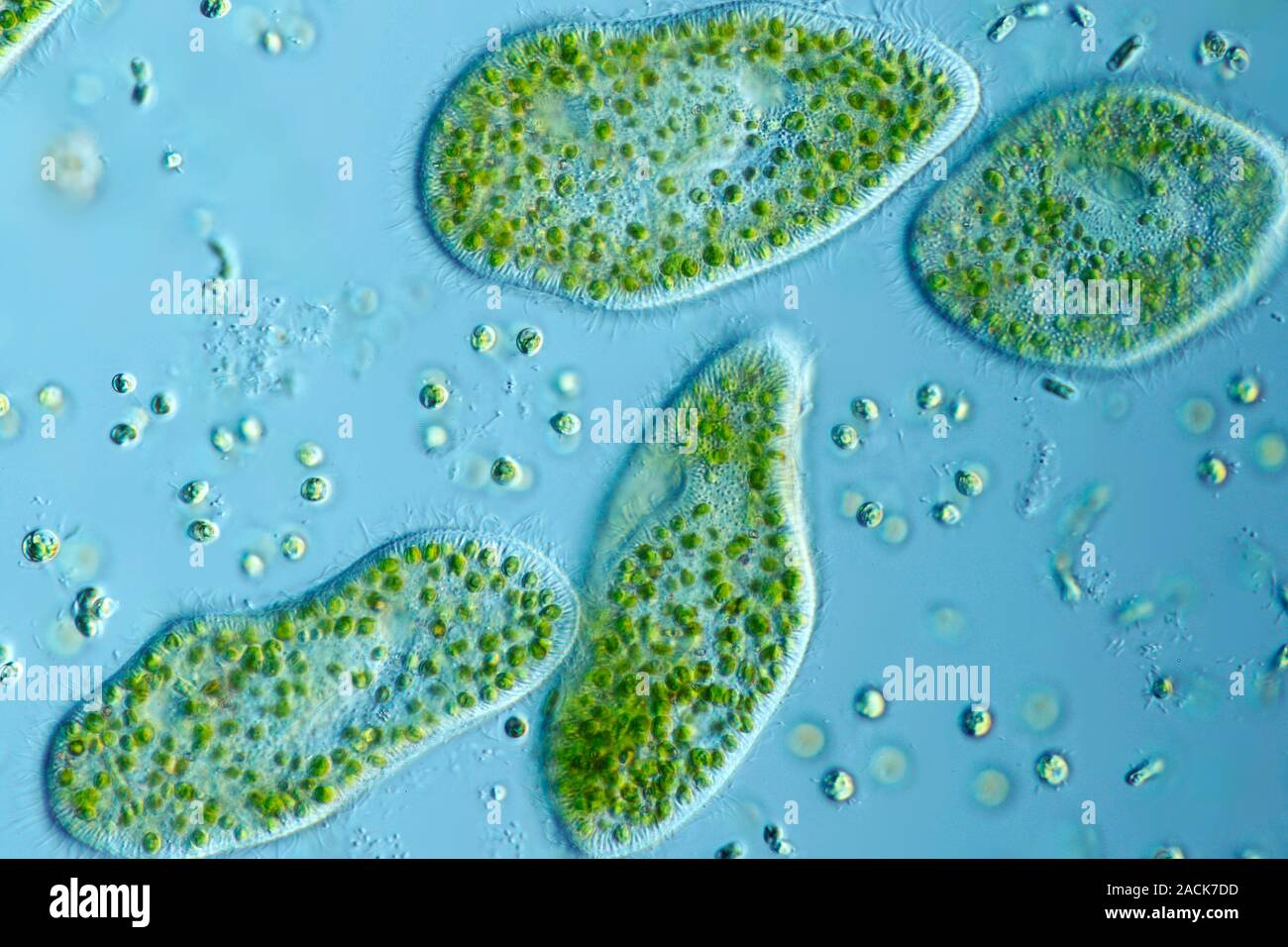 Paramecium bursaria protozoa, light micrograph. These ciliate protozoa ...
