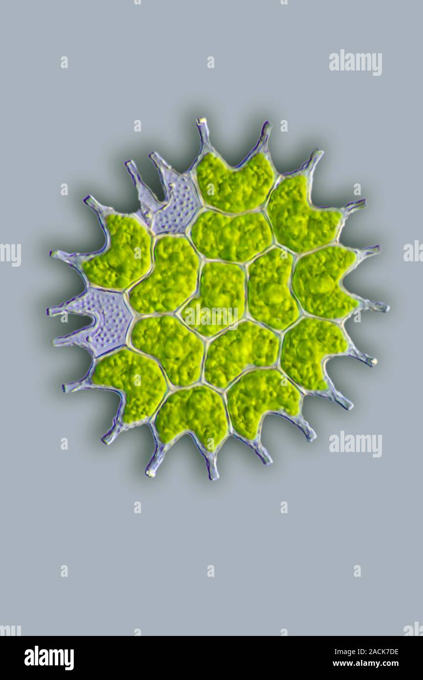 Pediastrum green algae. Light micrograph of a Pediastrum sp. green alga ...