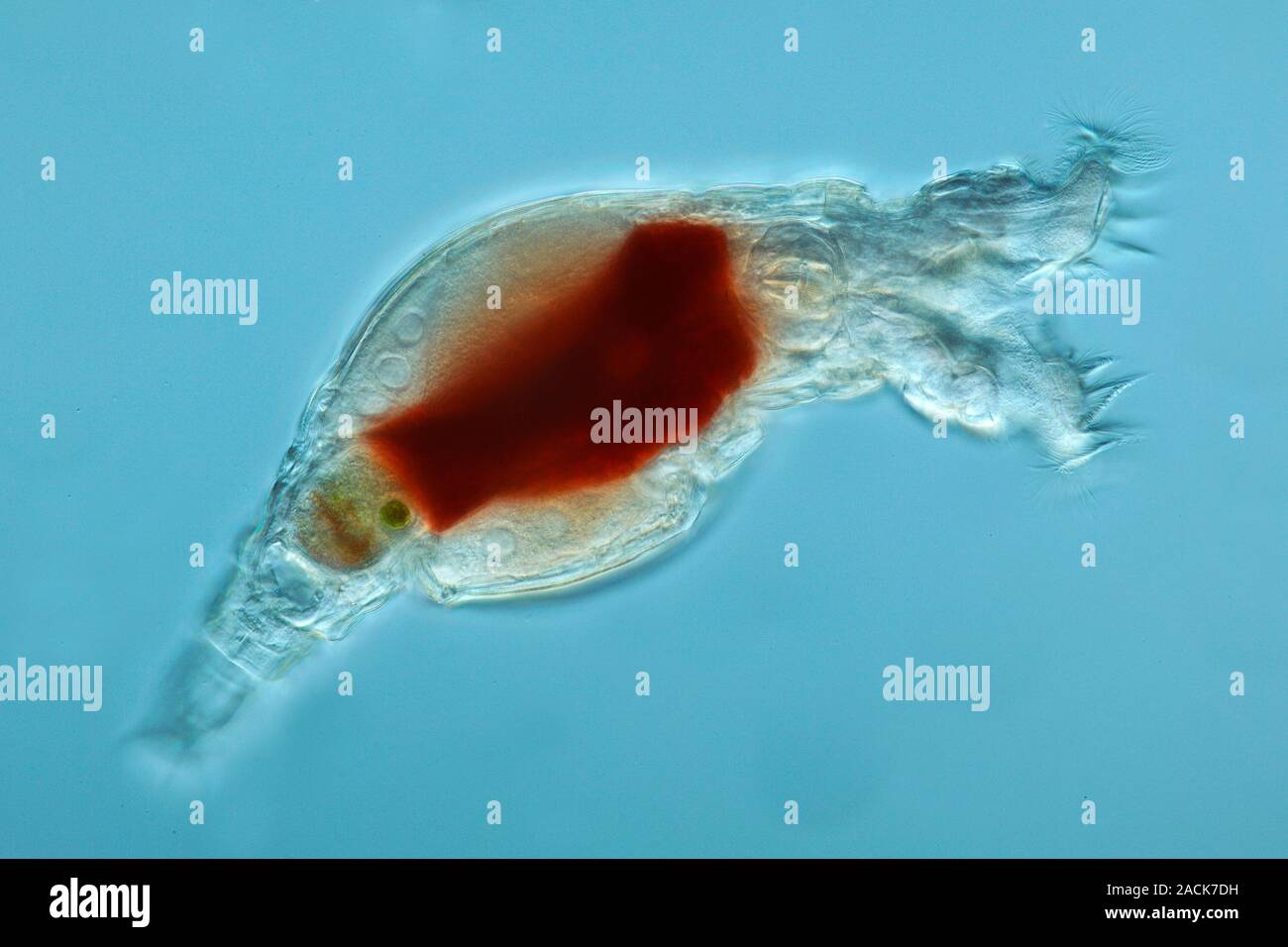 Philodina rotifer. Light micrograph of a Philodina roseola rotifer ...