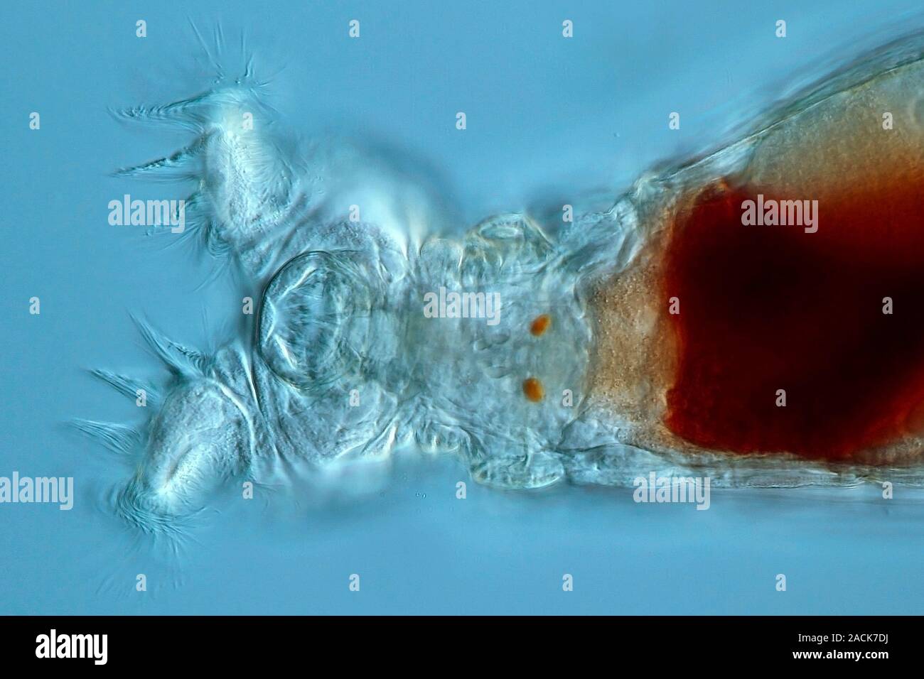 Philodina rotifer. Light micrograph of a Philodina roseola rotifer's ...