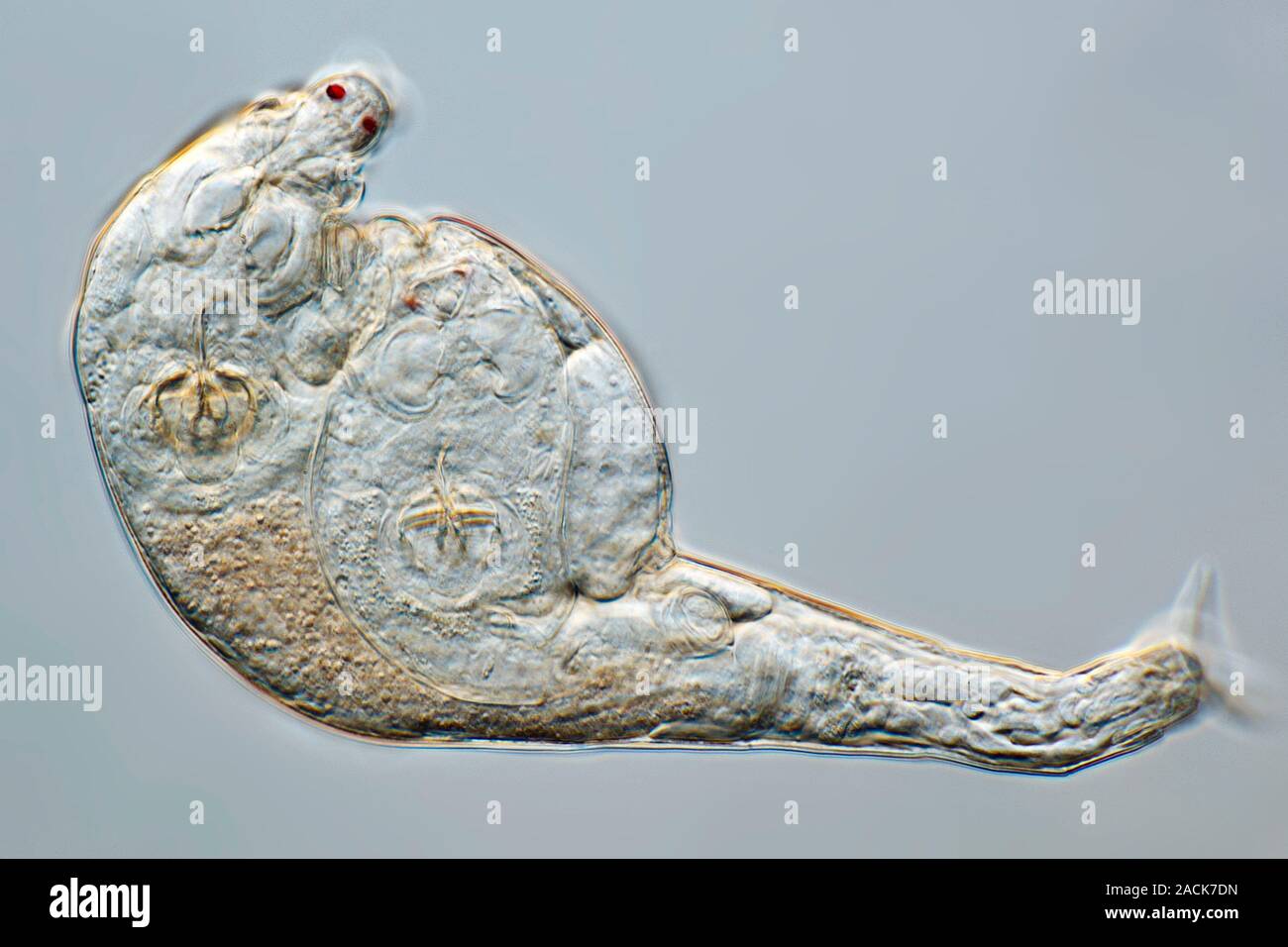 Rotifer, light micrograph. Rotifers (phylum Rotifera) are microscopic ...