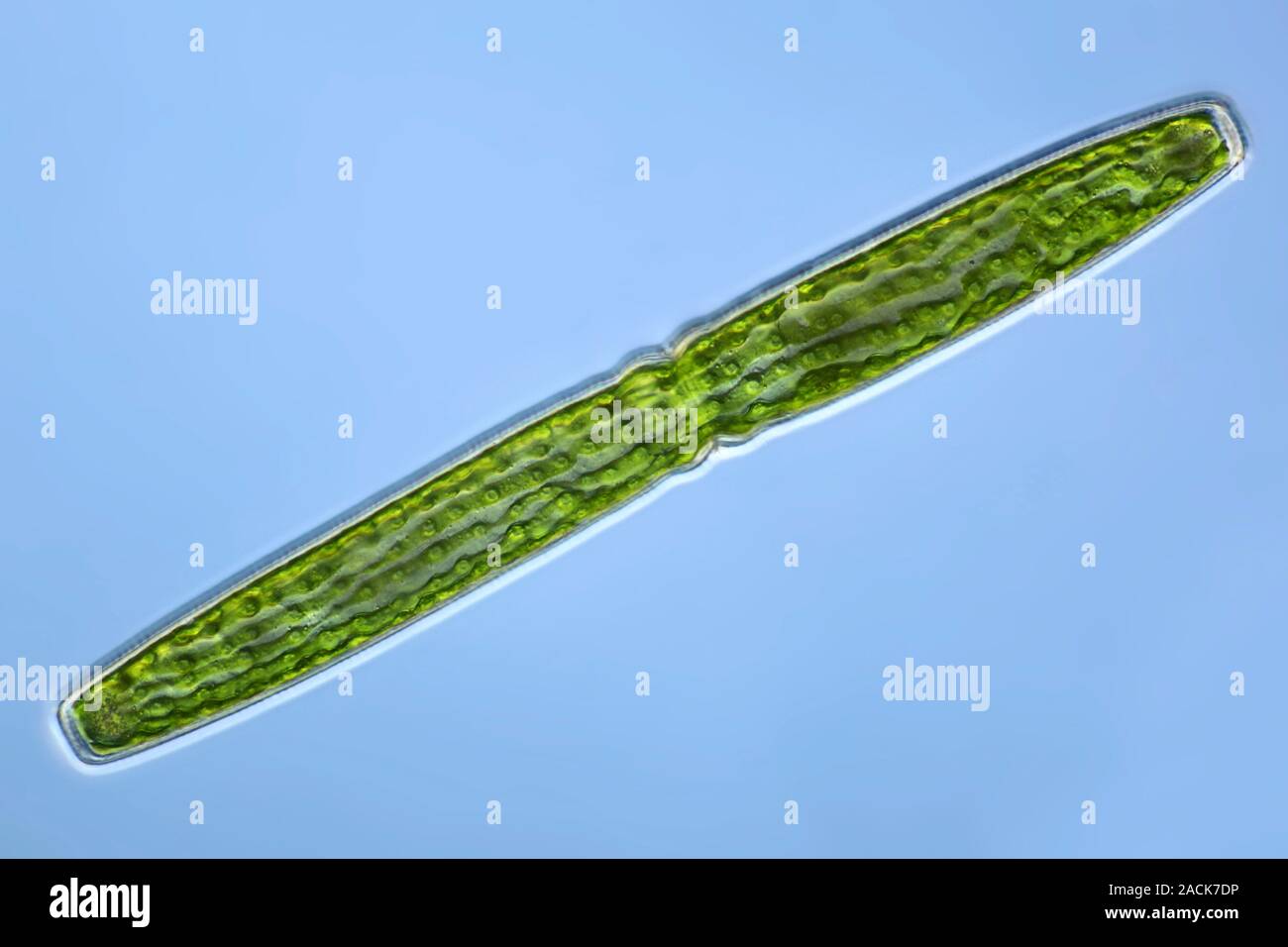 Green alga. Light micrograph of the desmid green alga Pleurotaenium ...