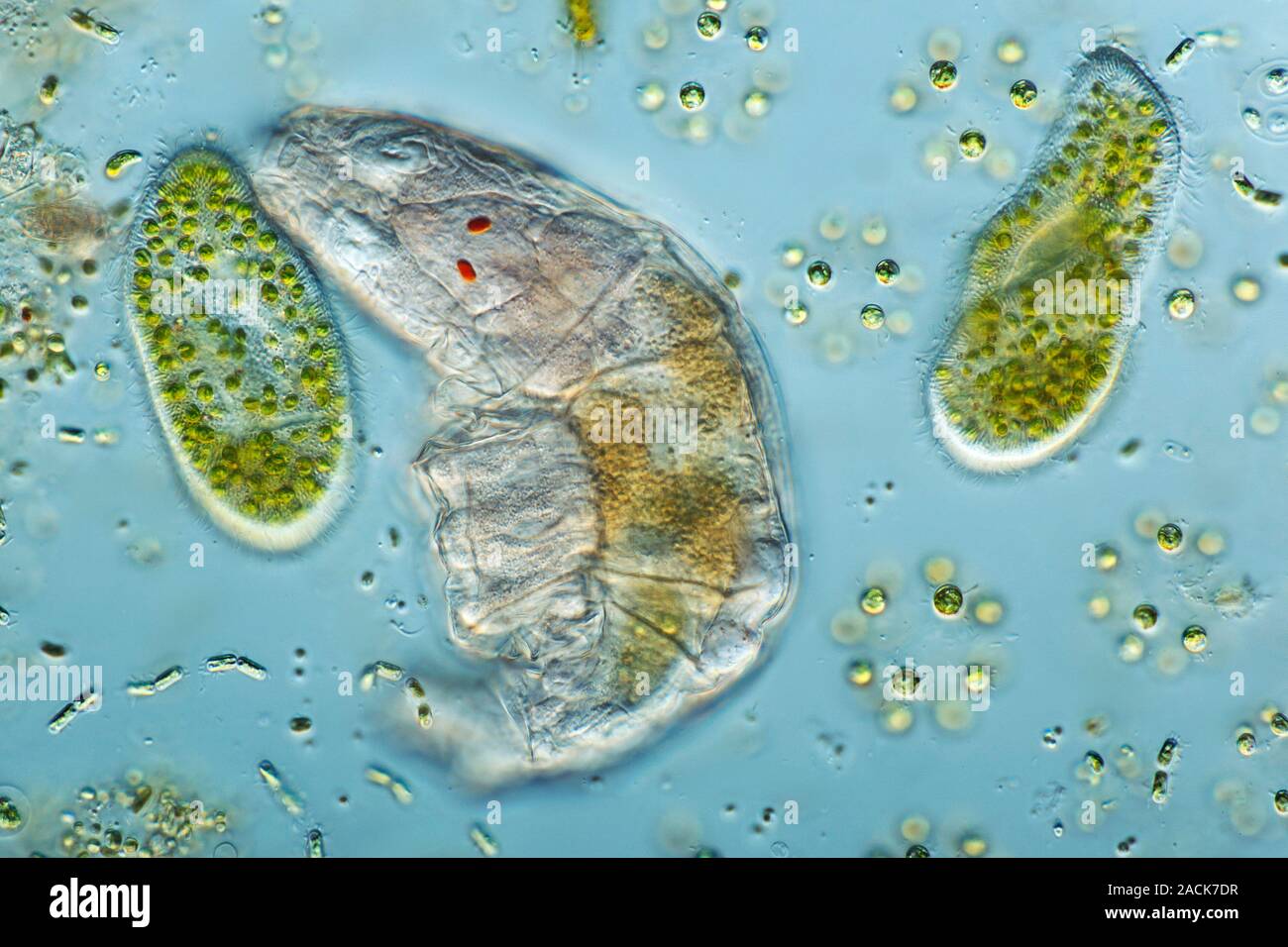 Rotifer feeding. Light micrograph of a rotifer (centre) feeding on an ...