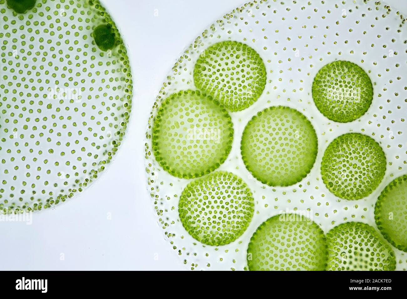 Volvox colony. Light micrograph of a colony of the freshwater green ...