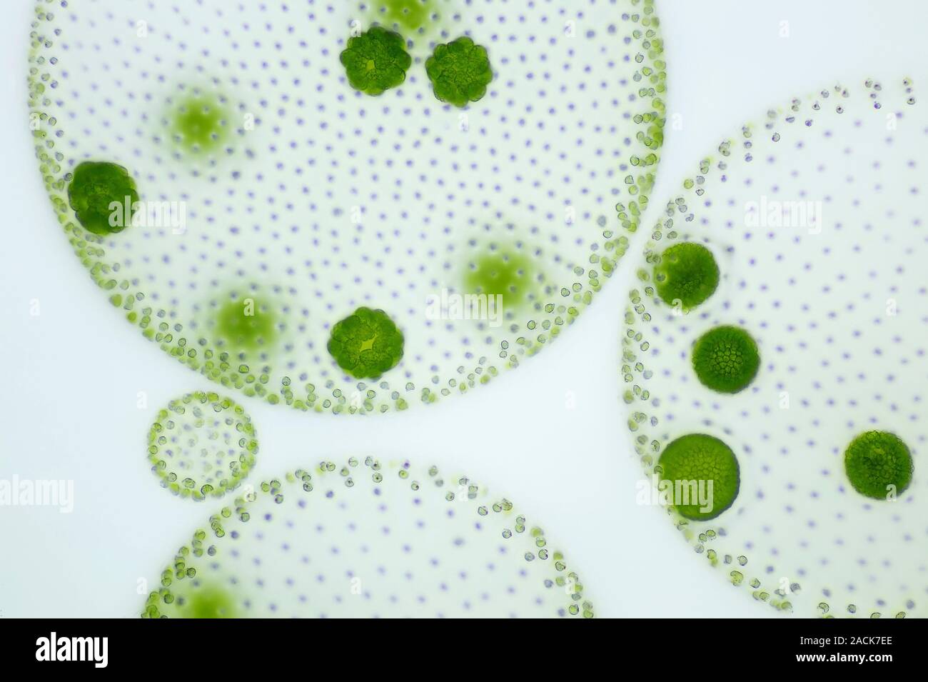 Volvox colony. Light micrograph of a colony of the freshwater green ...