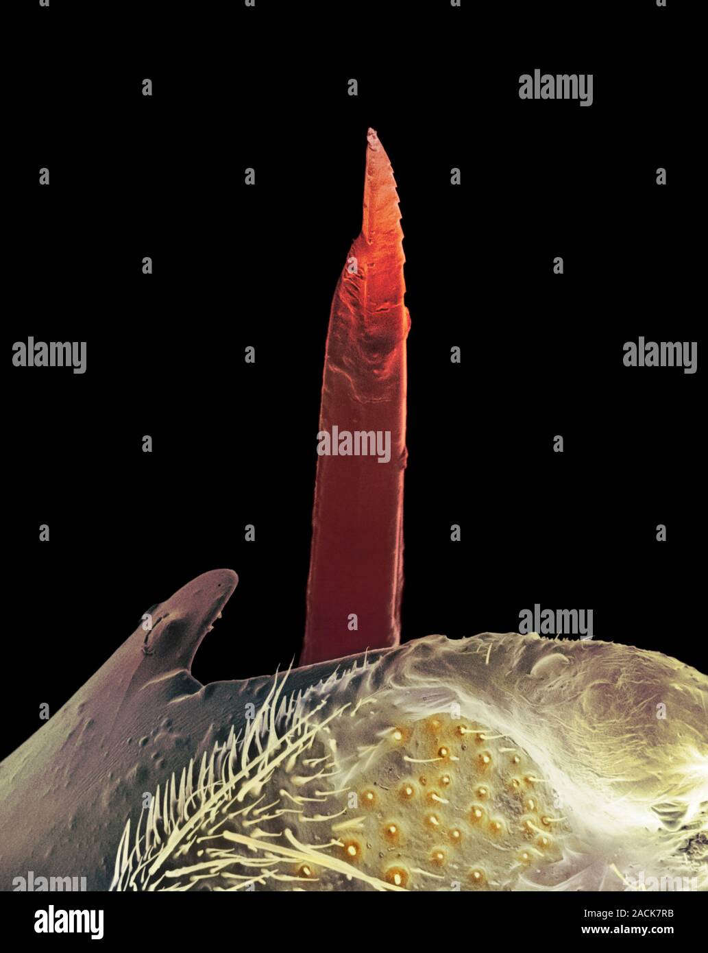 Wasp sting. Coloured scanning electron micrograph (SEM) of the sting of ...