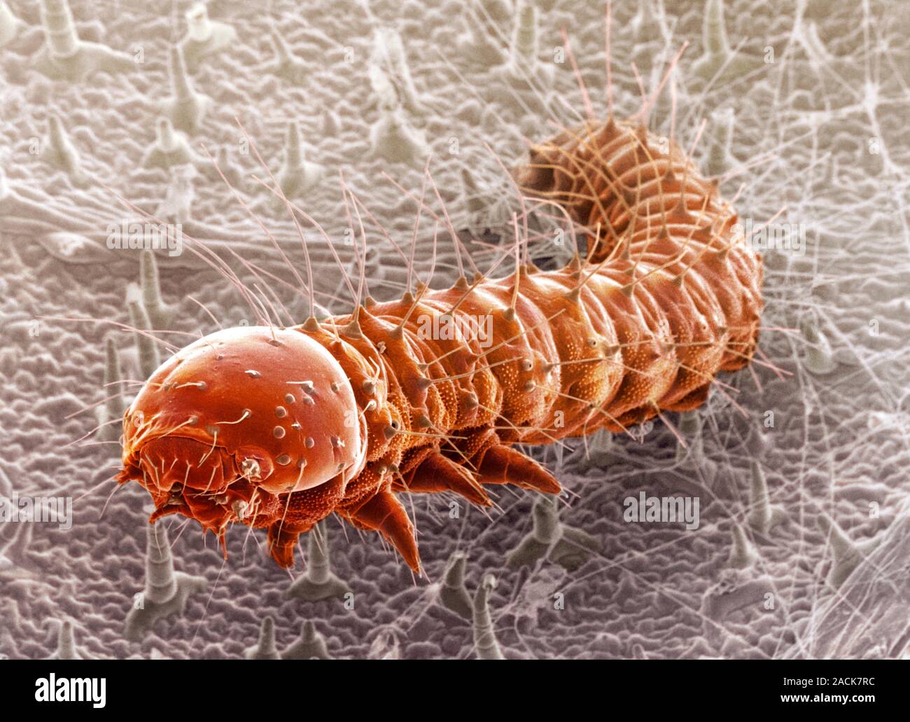Cabbage white butterfly (Pieris brassicae) larva (caterpillar) on the ...