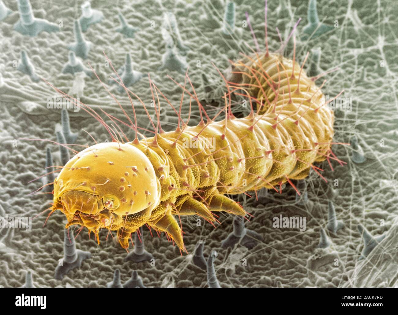 Cabbage white butterfly (Pieris brassicae) larva (caterpillar) on the ...