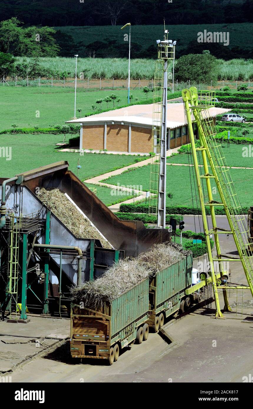 Biofuel production. Sugar cane being unloaded at a biofuel and sugar ...