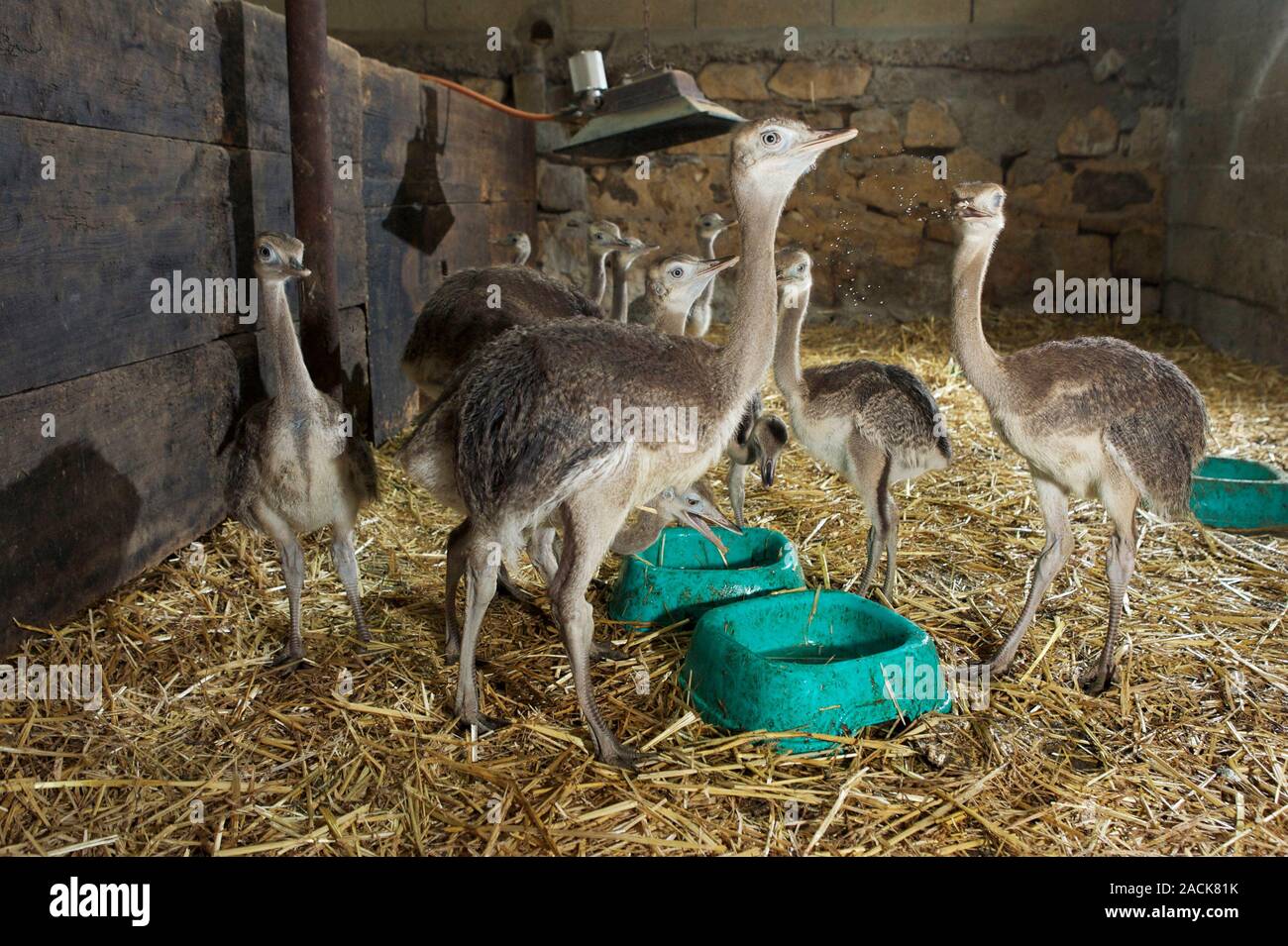 Ostrich farming. Ostrich chicks at an ostrich farm. Ostriches (Struthio ...
