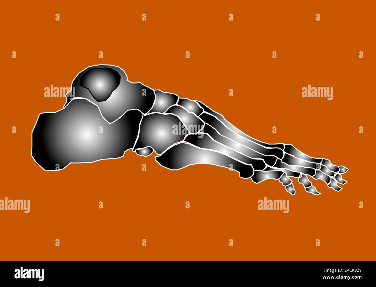 Foot bones, artwork. The toes are made up of the phalanx bones ...