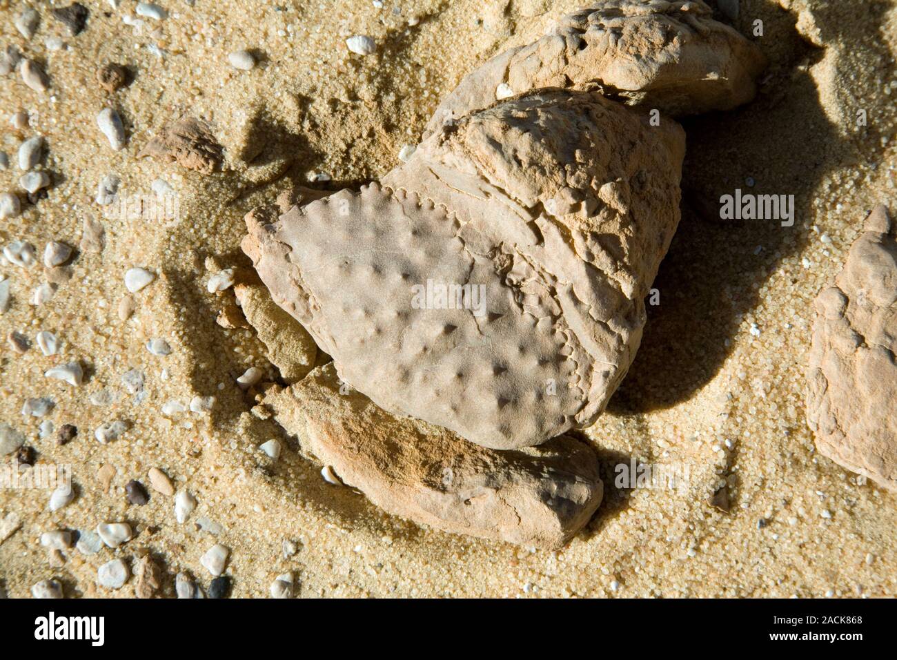 Crab fossil. Close-up the fossilised remains of a prehistoric crab-like ...