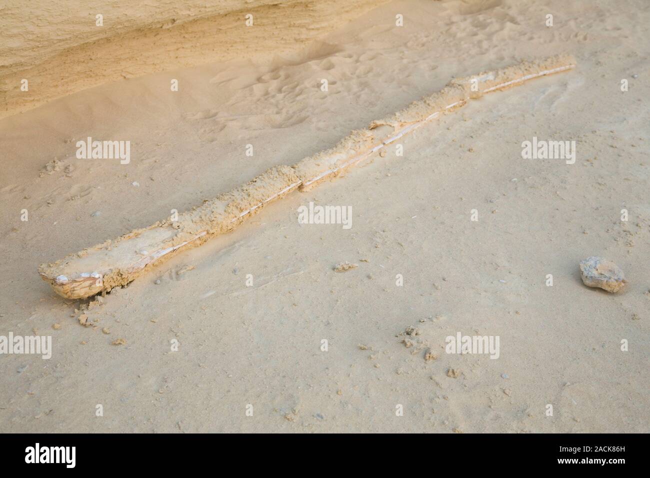 Sawfish fossil. Fossilised remains of a prehistoric sawfish embedded in ...