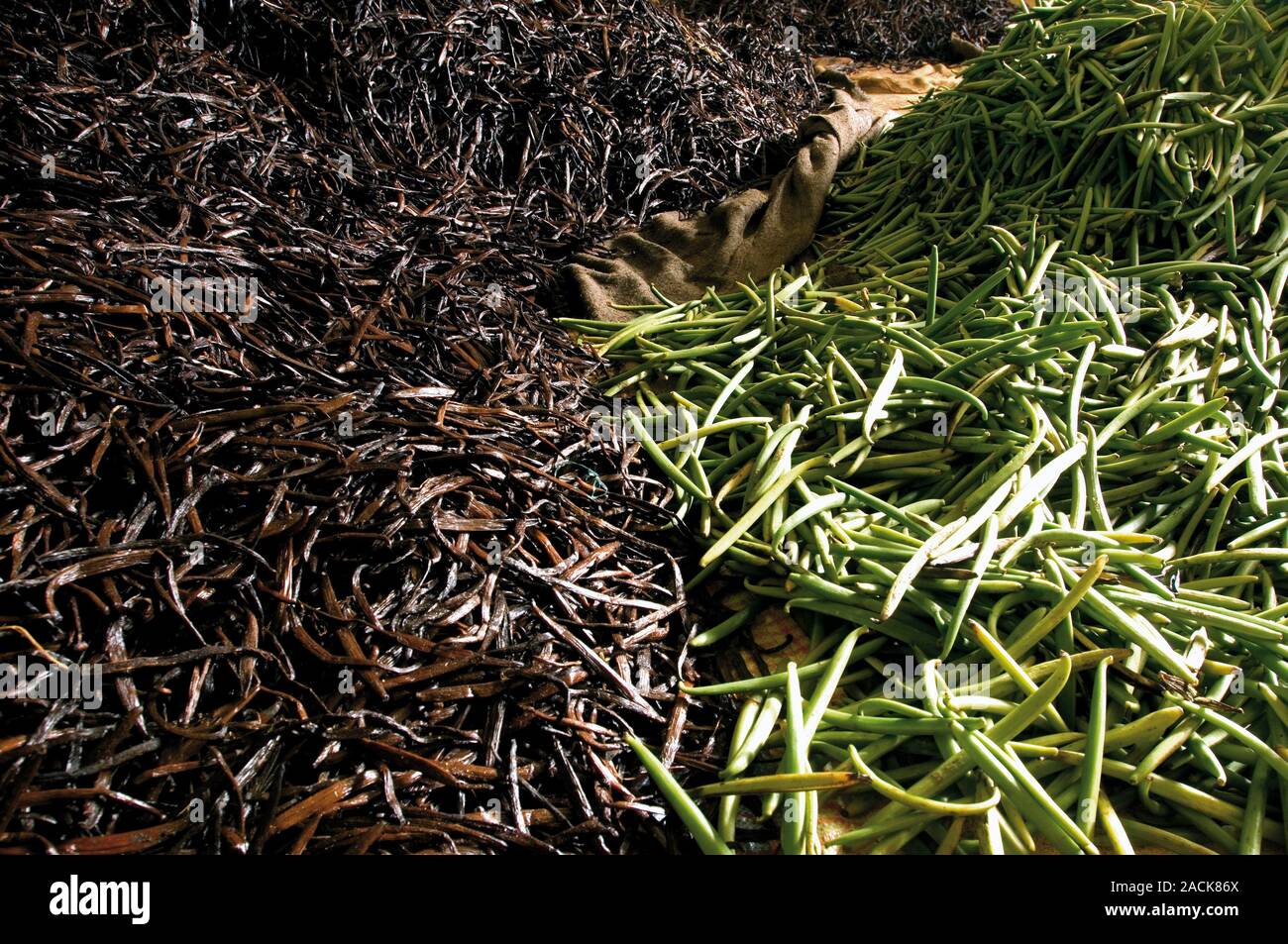 Vanilla pods drying in the sun. Black and green seed pods from vanilla ...