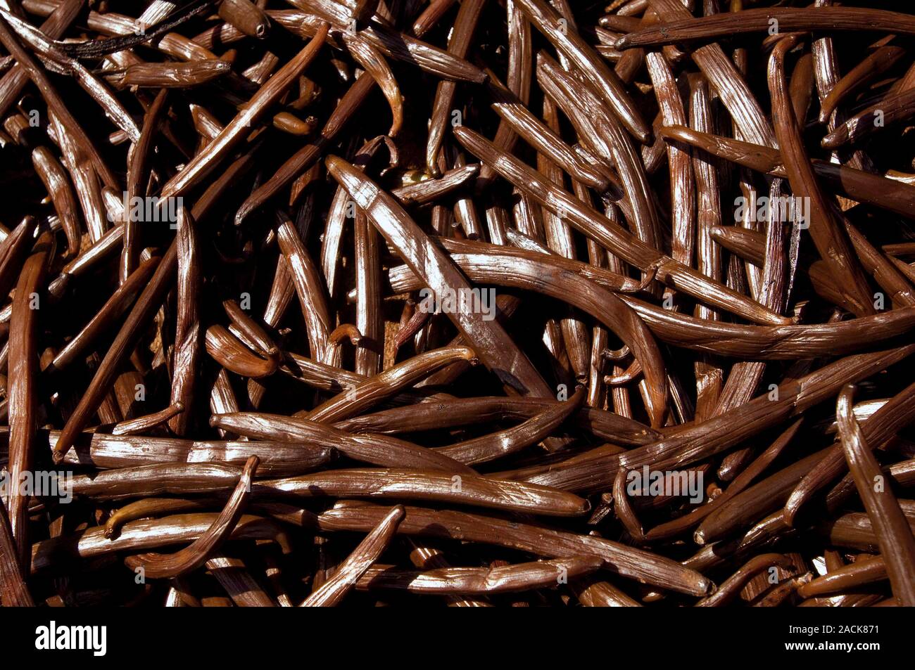 Vanilla pods drying in the sun. These seed pods of the Vanilla ...