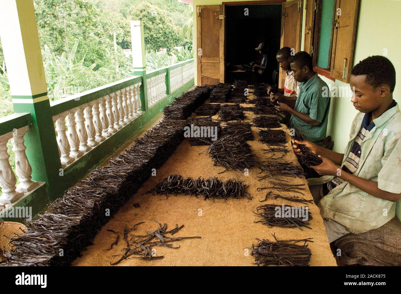 Organic vanilla production. Workers sorting dried vanilla pods at a ... Organic vanilla production. Workers sorting dried vanilla pods at a ...