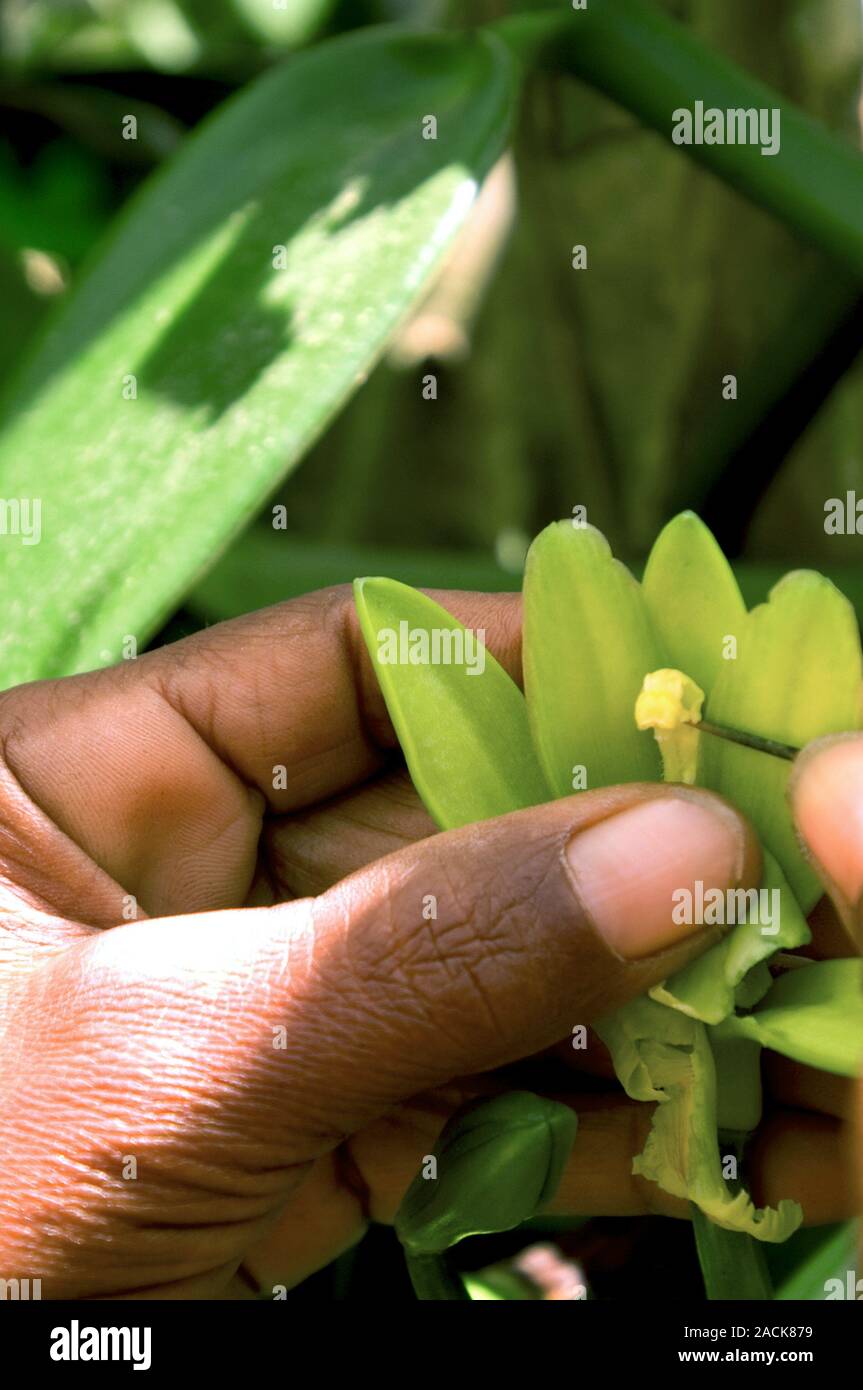 Organic vanilla production. Worker hand-pollinating the flower of a ...