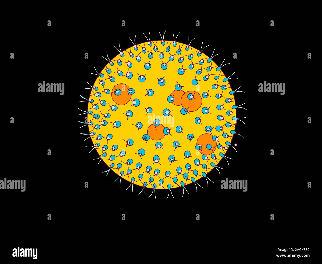Volvox colony. Artwork of a colony of the freshwater alga Volvox sp ...
