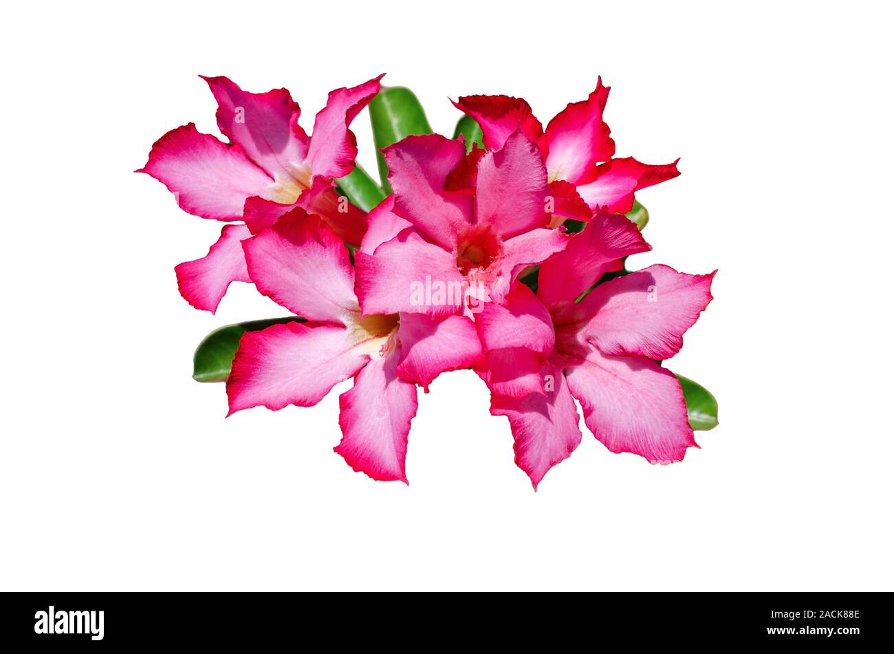 Adenium Obesum Or Desert Rose Isolated On White Background Flowering