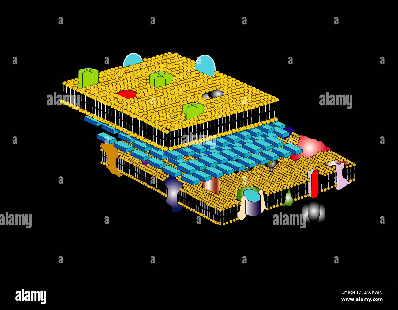 Gram negative cell wall. Artwork showing the structure of a Gram ...