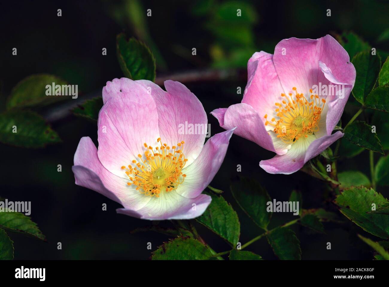 Dog Rose (Rosa sp.) flowering in June. Photographed in Dorset, UK Stock ...
