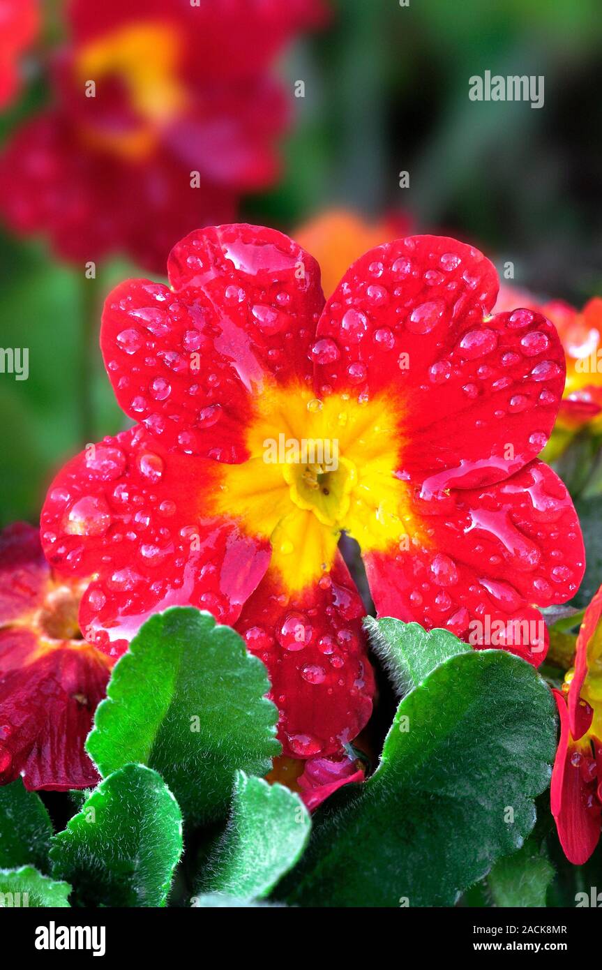 Polyanthus (Primula variabilis) flowering in Spring. Photographed in ...