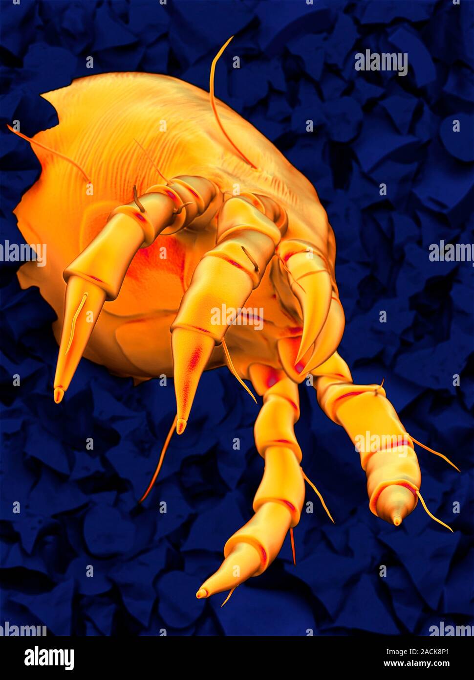 Dust mite. Computer artwork of a house dust mite (Dermatophagoides ...
