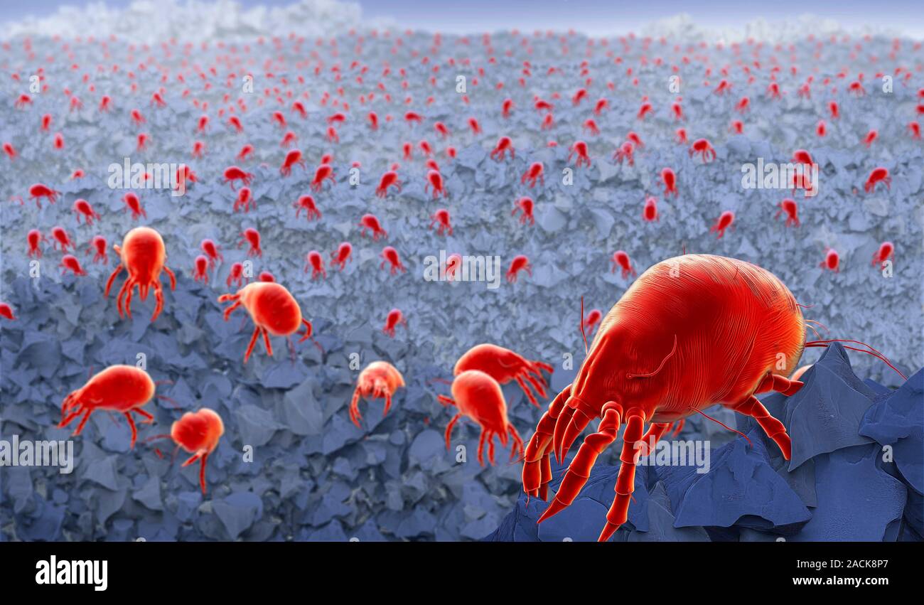 Dust mite. Computer artwork of house dust mites (Dermatophagoides ...