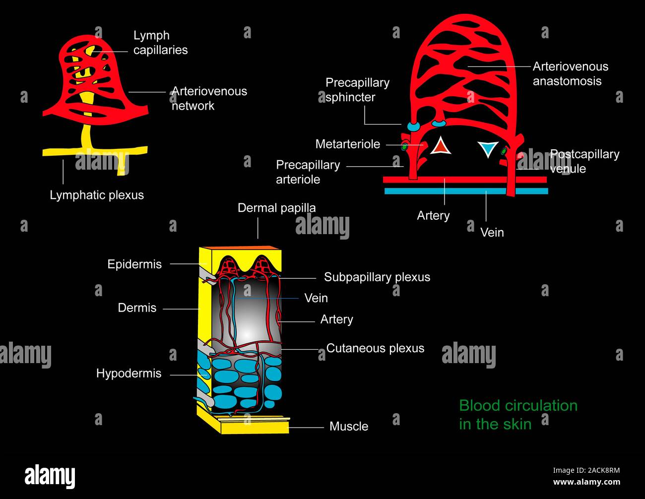 Skin blood supply. Computer artwork showing the structure of the ...